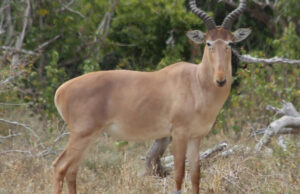 Let Us Save the Hirola, the World’s Rarest Antelope - African Geo Parks ...