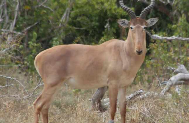 Let Us Save the Hirola, the World’s Rarest Antelope - African Geo Parks ...